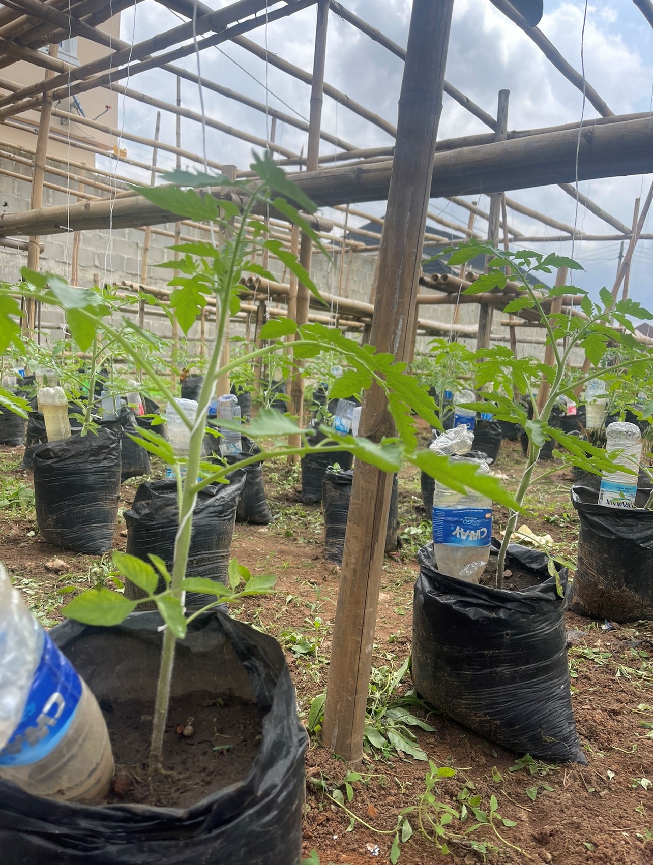 Sack Farming – The Lasgidi Farmer